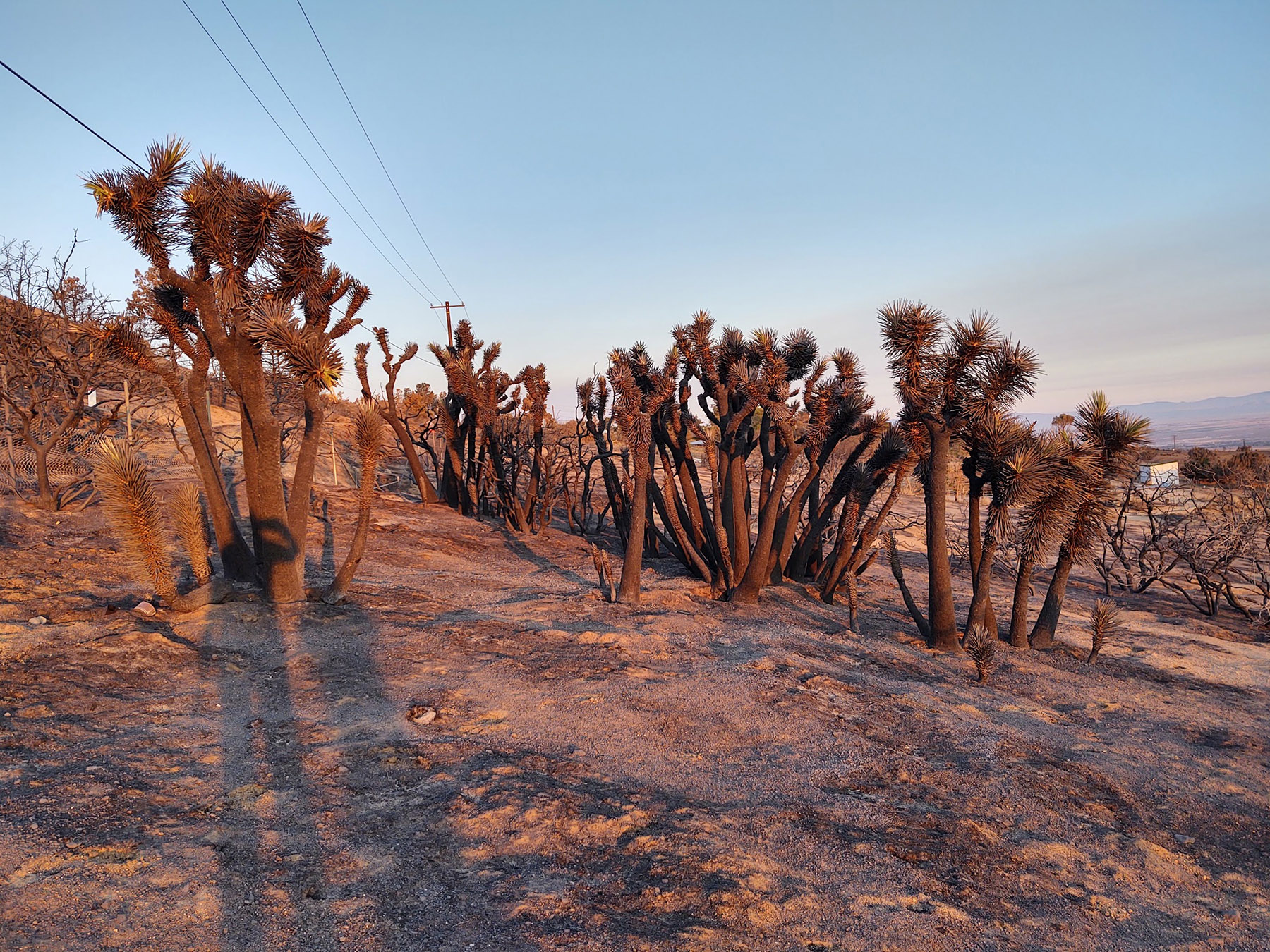 The Joshua Tree, Before and after the Fire – Infrawarrior
