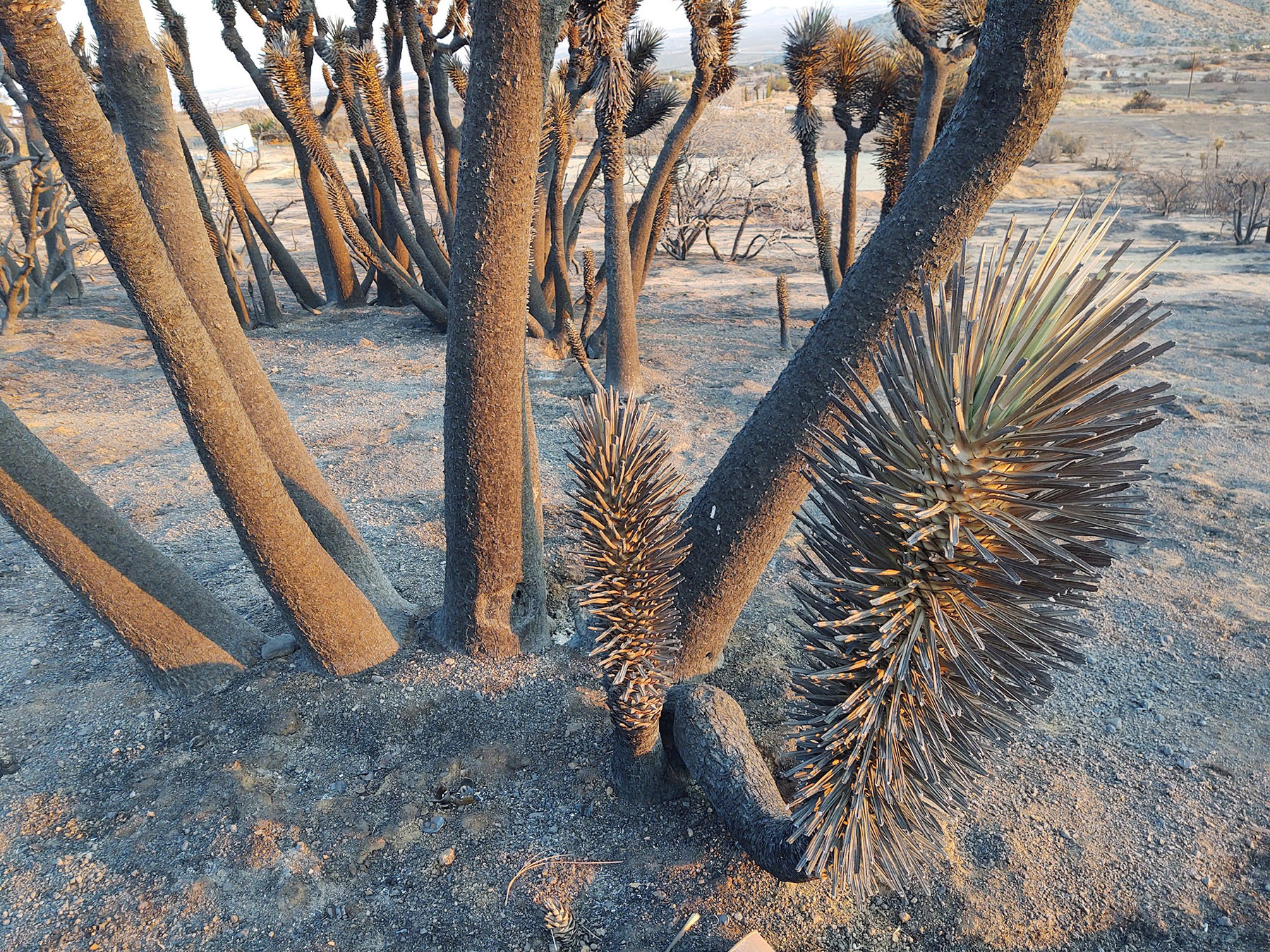 The Joshua Tree, Before and after the Fire – Infrawarrior