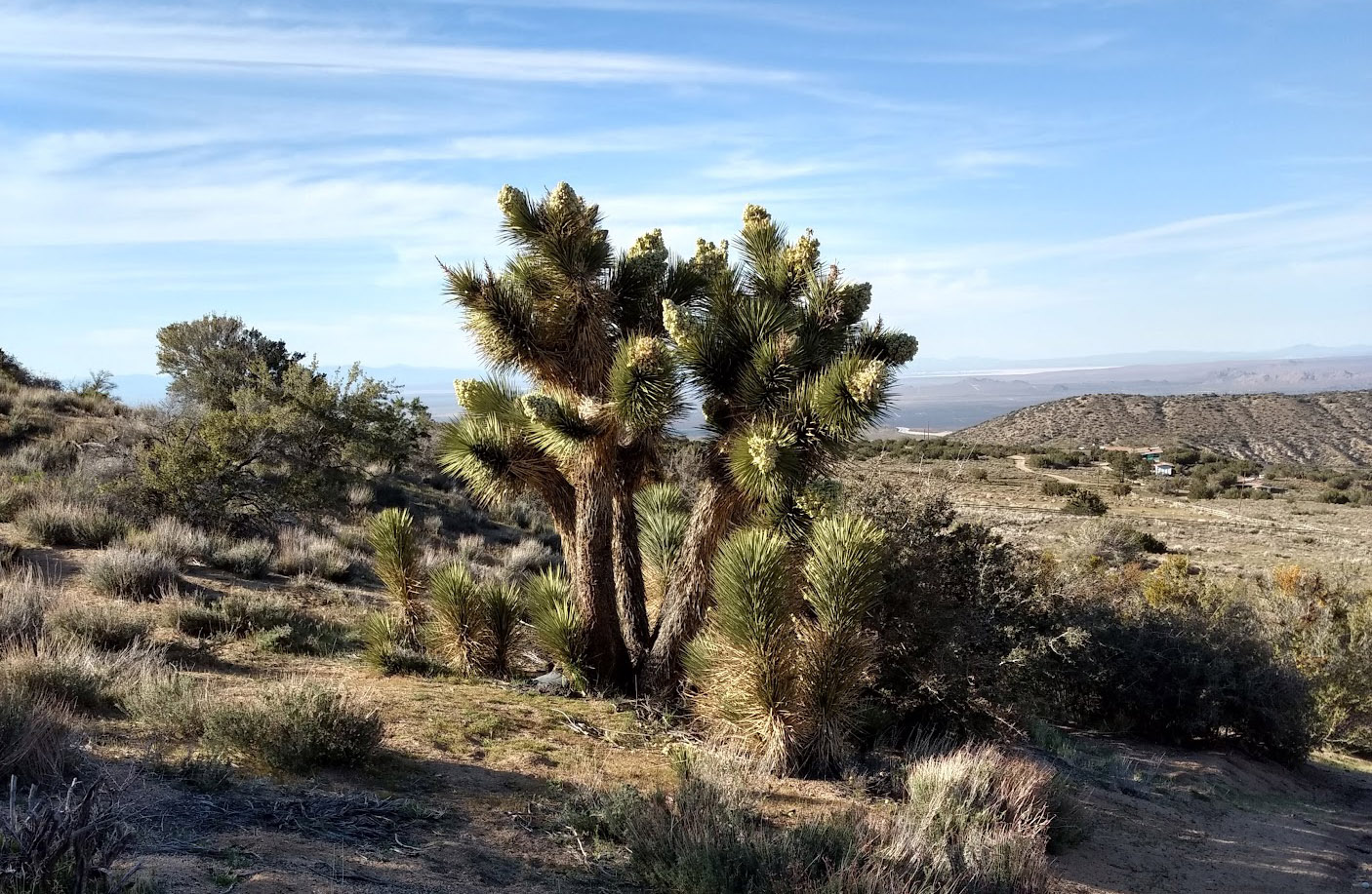The Joshua Tree, Before and after the Fire – Infrawarrior
