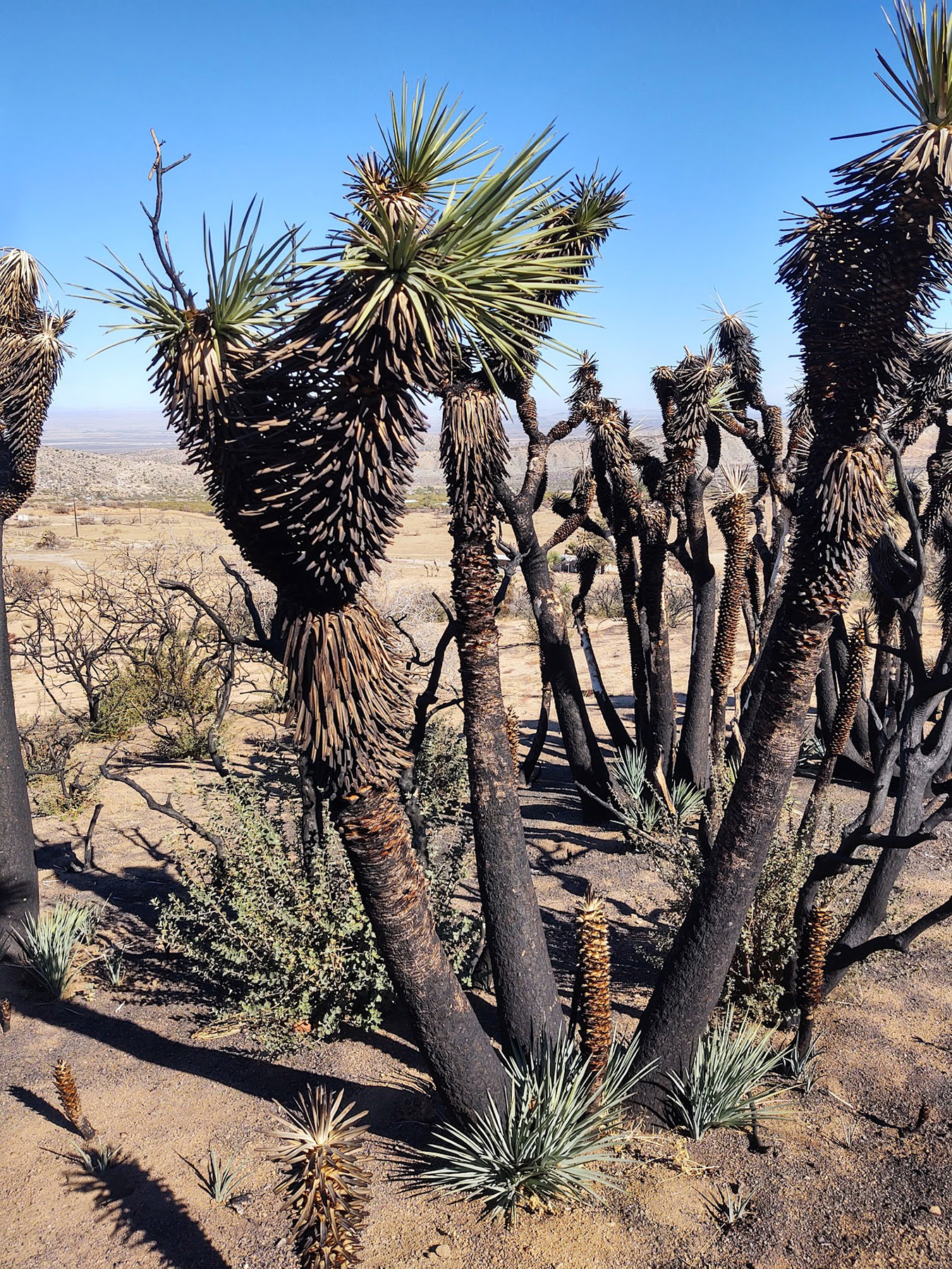 The Joshua Tree, Before and after the Fire – Infrawarrior