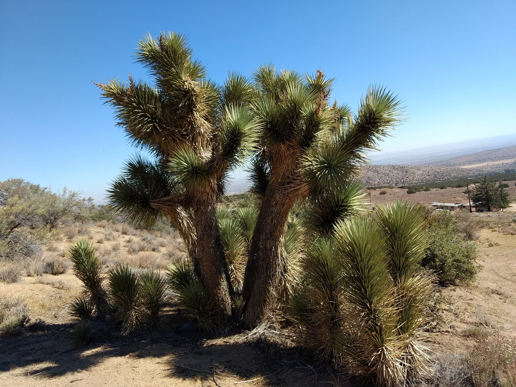 The Joshua Tree, Before and after the Fire – Infrawarrior